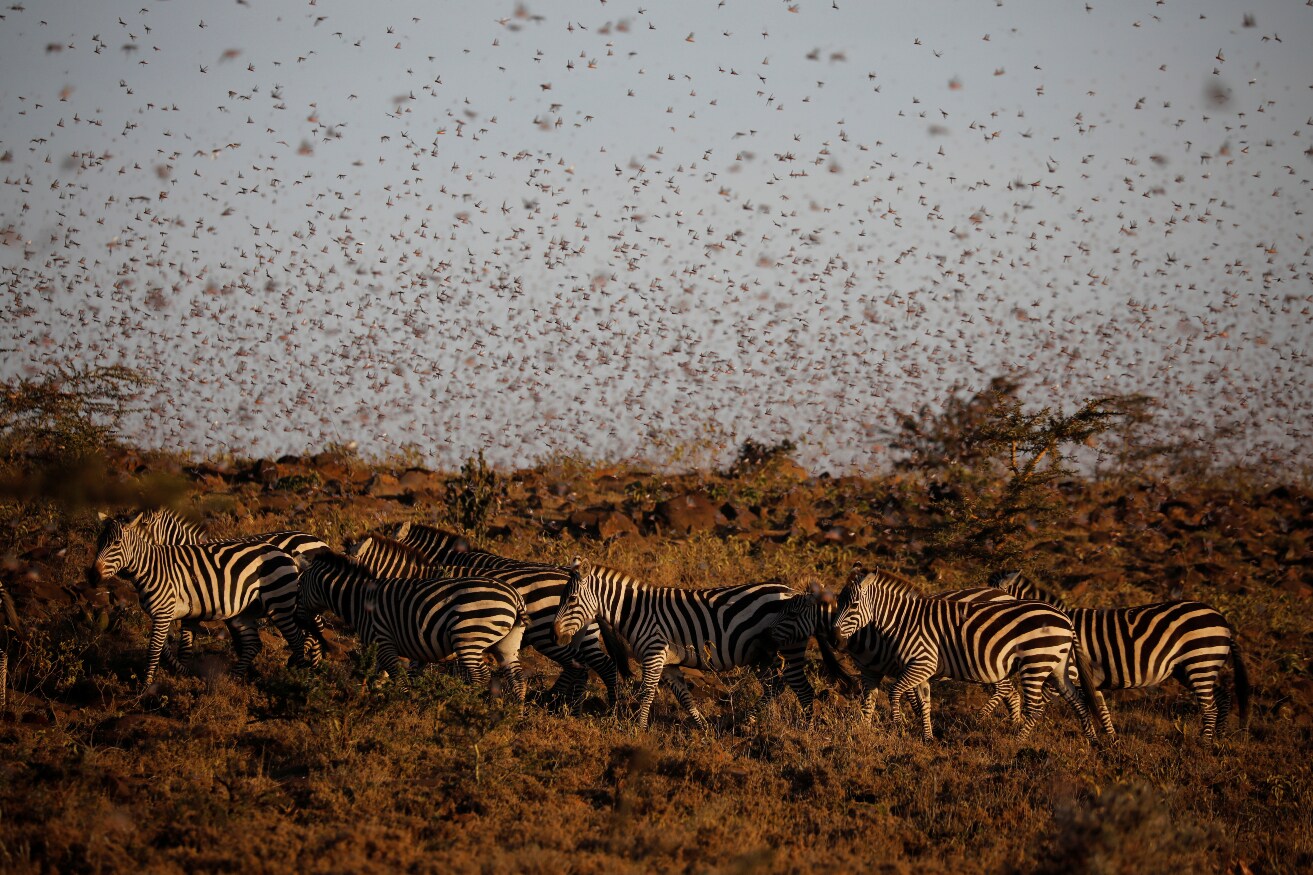 Kenya Battles Some Of The Worst Locust Plagues In Decades, Farmers ...