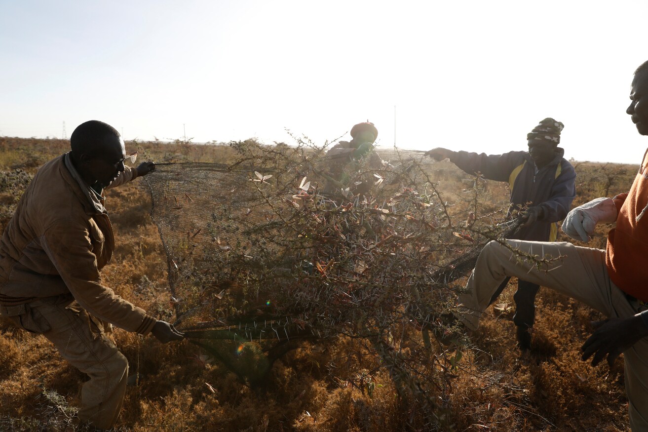 Kenya Battles Some Of The Worst Locust Plagues In Decades, Farmers ...