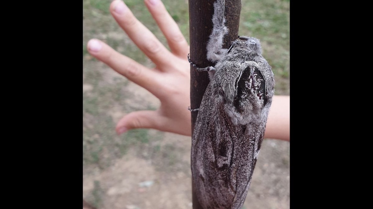 Behemoth! Woman Discovers Giant Insect Bigger than Human Hand at ...