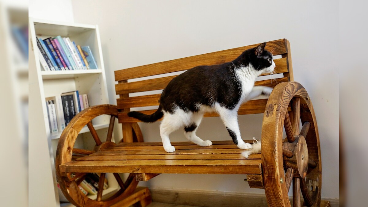 Dubai Cat Cafe, Also an Adoption Centre Hopes Rescued Felines Will Find ...