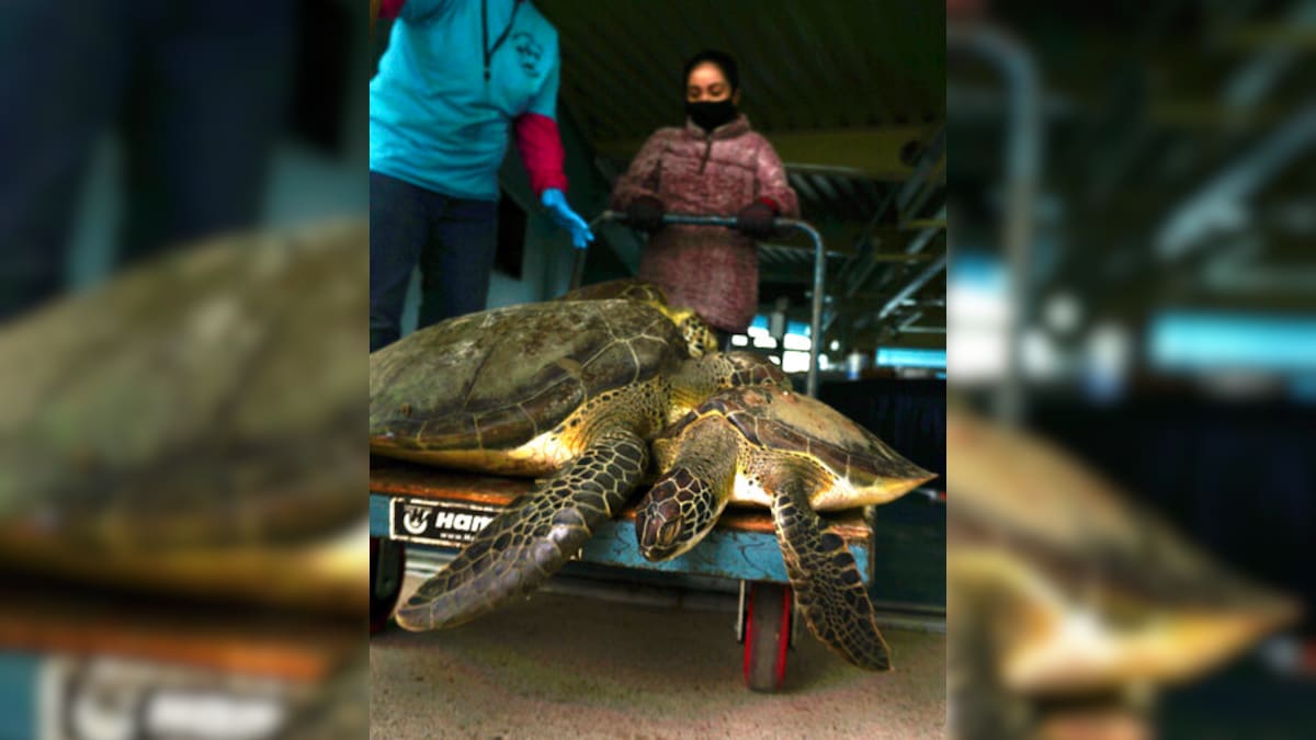 Thousands Of Cold-stunned Sea Turtles Being Rescued In Texas