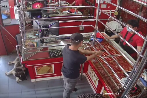 Watch: Guard Dog Sleeps Peacefully Through Robbery Training Drill ...