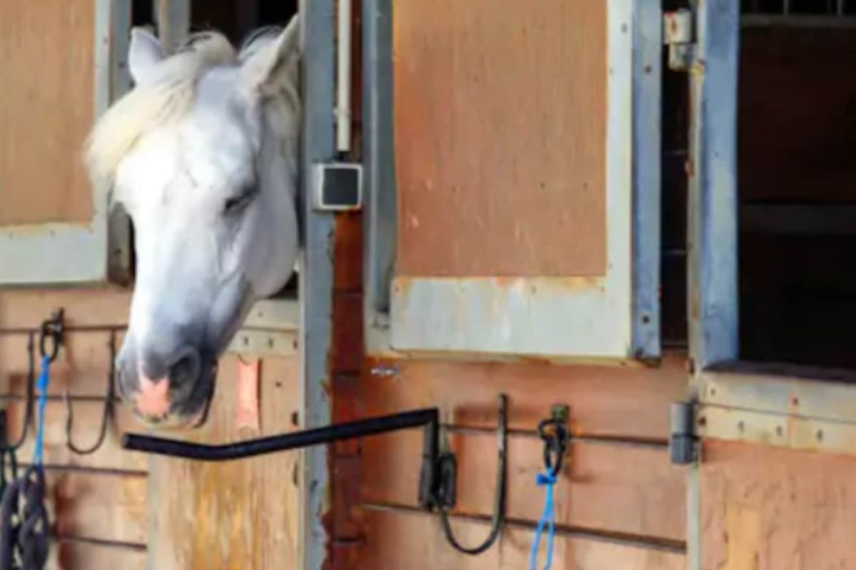 Horse Mistaken for Cow after Developing Vitiligo Following Overbreeding ...