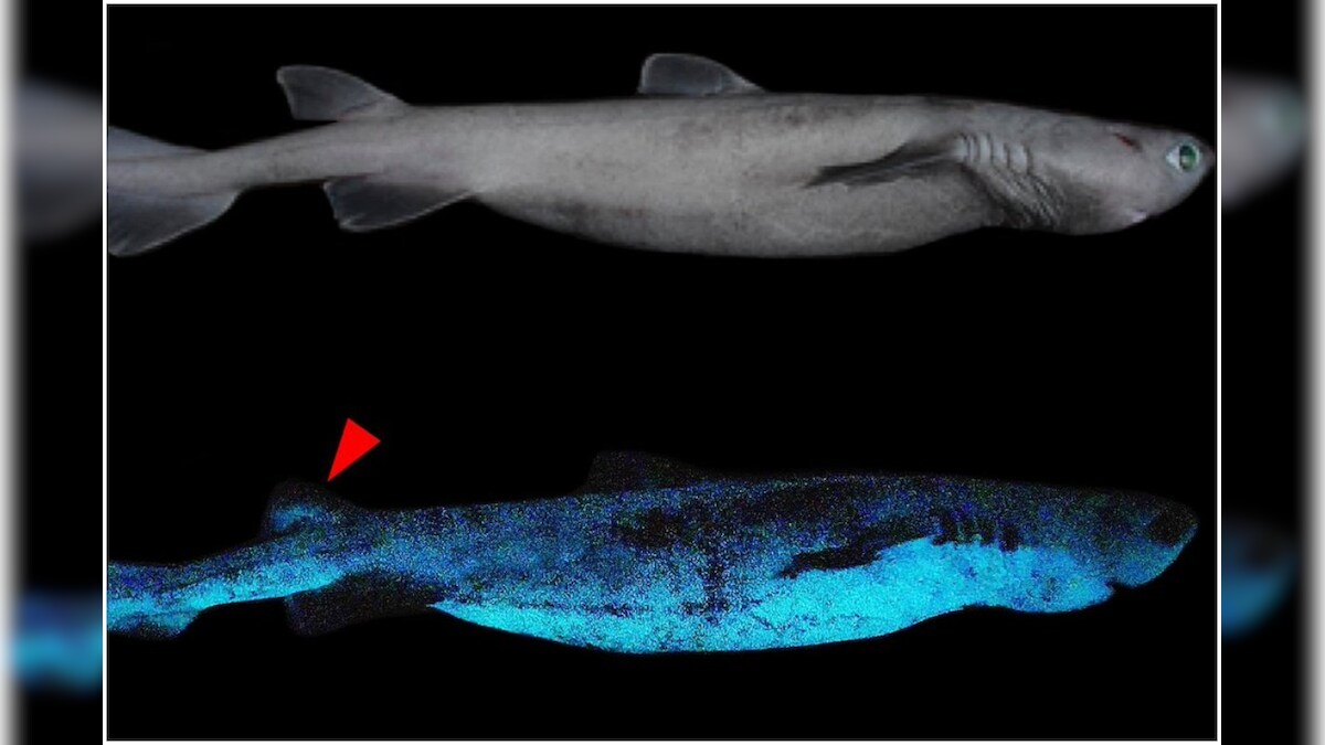 Massive 'Luminous' Sharks That Glow in Dark Found in New Zealand - News18