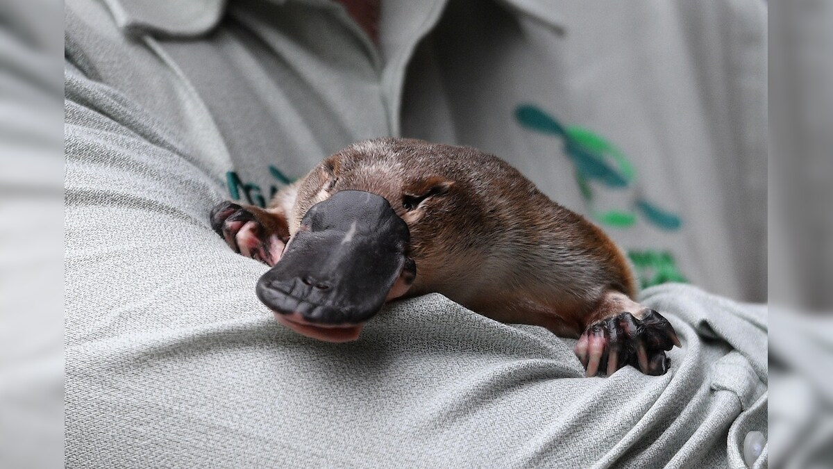 Australia Building World's First Platypus Sanctuary to Rehabilitate the ...