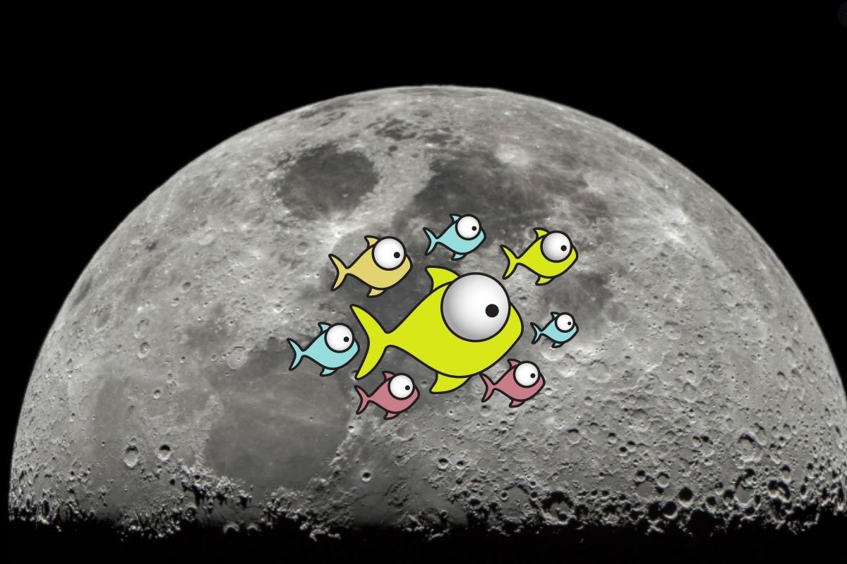 French Scientists Are Now Planning to Breed Fish on Moon for Astronauts ...