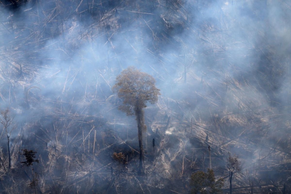 In Photos: Two-Thirds of the World's Tropical Rainforests Destroyed ...