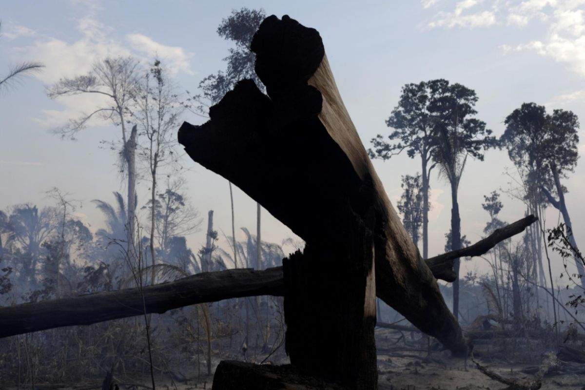 In Photos: Two-Thirds of the World's Tropical Rainforests Destroyed ...