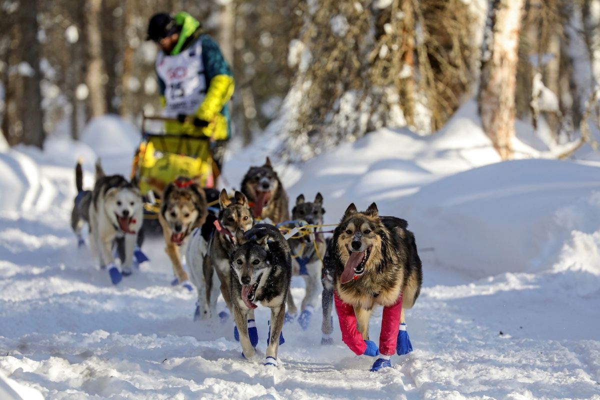 In Photos: Iconic Alaskan Sled Dog Race Kicks Off With Masks and Covid ...