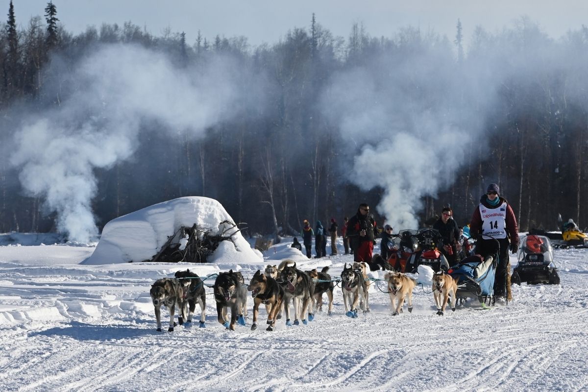 In Photos: Iconic Alaskan Sled Dog Race Kicks Off With Masks and Covid ...