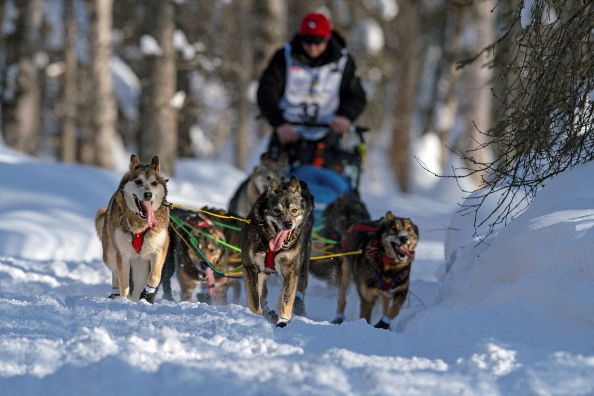 In Photos: Iconic Alaskan Sled Dog Race Kicks Off With Masks and Covid ...