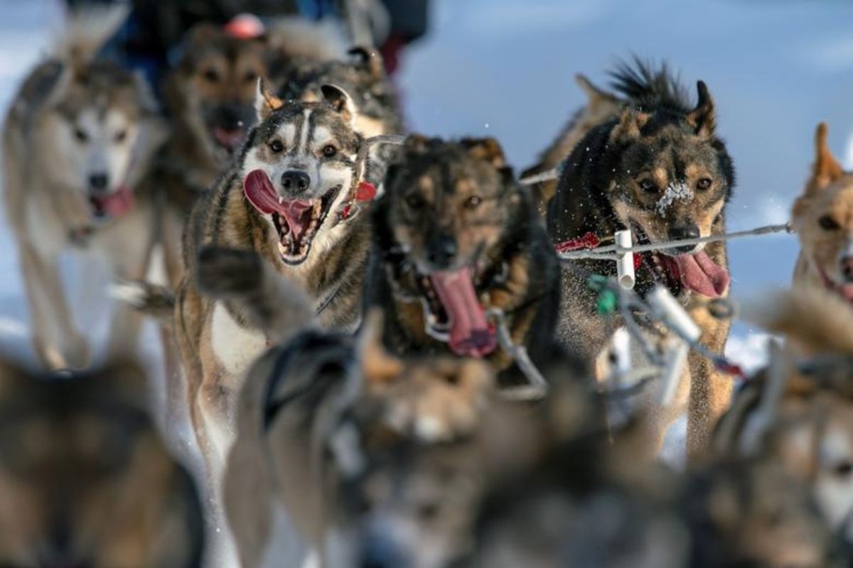 In Photos: Iconic Alaskan Sled Dog Race Kicks Off With Masks and Covid ...