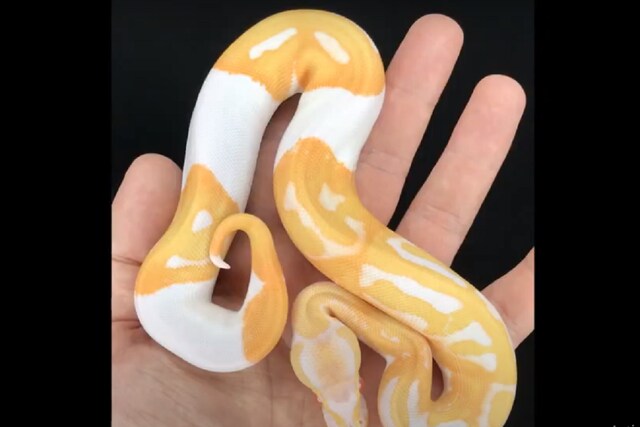 Man Breeds Unique Ball Python With 3 Smiling Emojis on Skin, Sells it ...