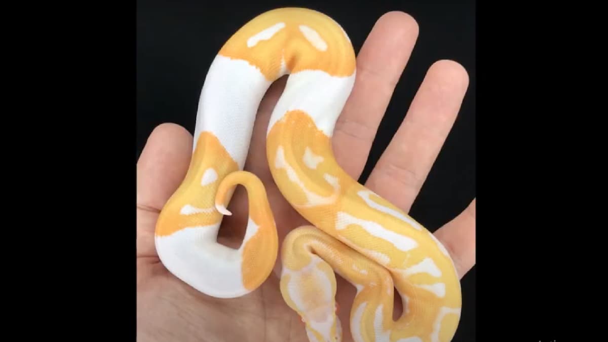Man Breeds Unique Ball Python With 3 Smiling Emojis on Skin, Sells it ...