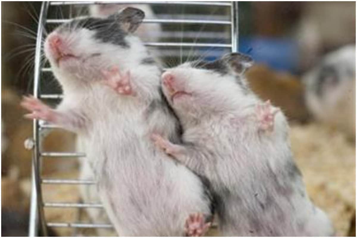 British Veterinarians Pull Off Massive Surgery on Tiny Hamster with ...