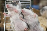 Hamster News: Latest Hamster News and Updates at News18