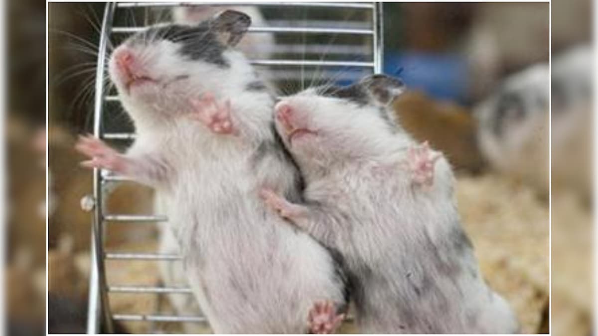 British Veterinarians Pull Off Massive Surgery on Tiny Hamster with ...