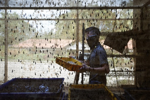 In Singapore's First Urban Insect Farm, Munching Maggots Help to Secure ...