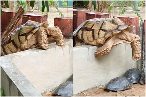 Giant Tortoise Mom Gets Stuck After Climbing Wall to Get to Her Babies ...