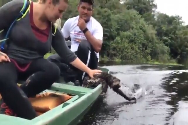 This Adorable Video of a Sloth Casually Enjoying a Boat Ride is Sure to ...