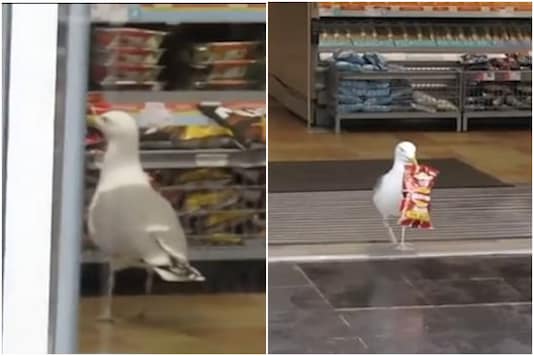 Shoplifting Seagull Boldly Walks into Scottish Store and Steals Bag of ...