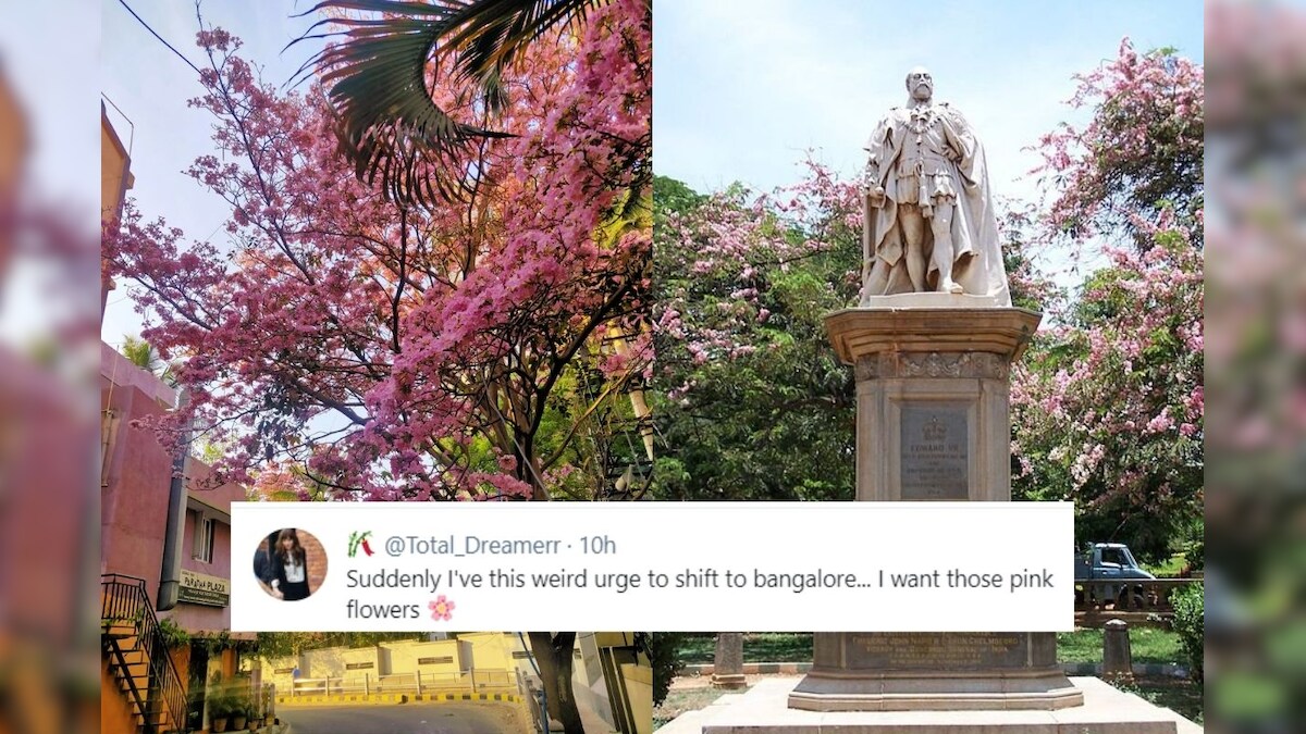 Bengaluru Residents Turn Photographers as City Turns Pretty Pink in ...