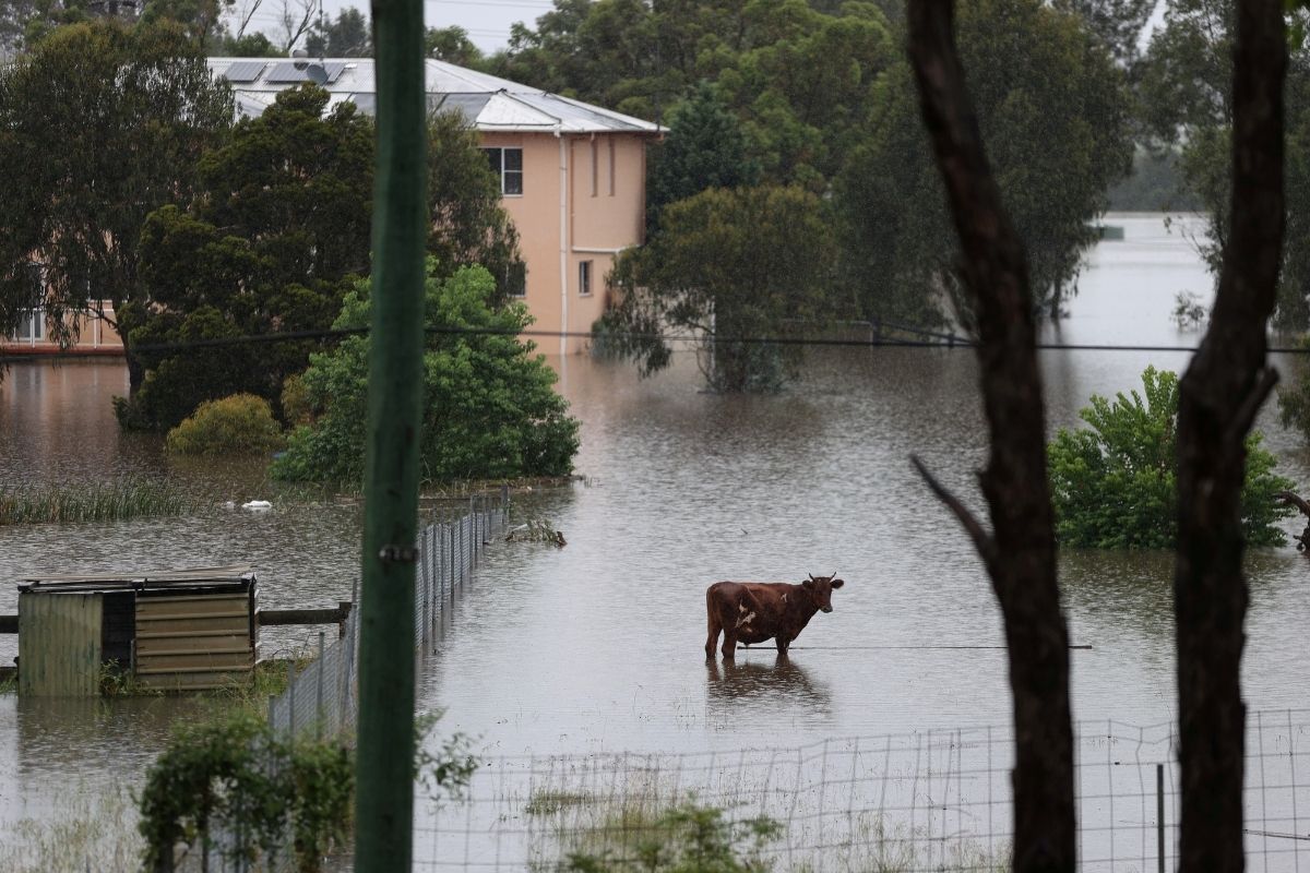 Rescued Dogs and Emus to Dead Fish: How the Australian Floods Have ...