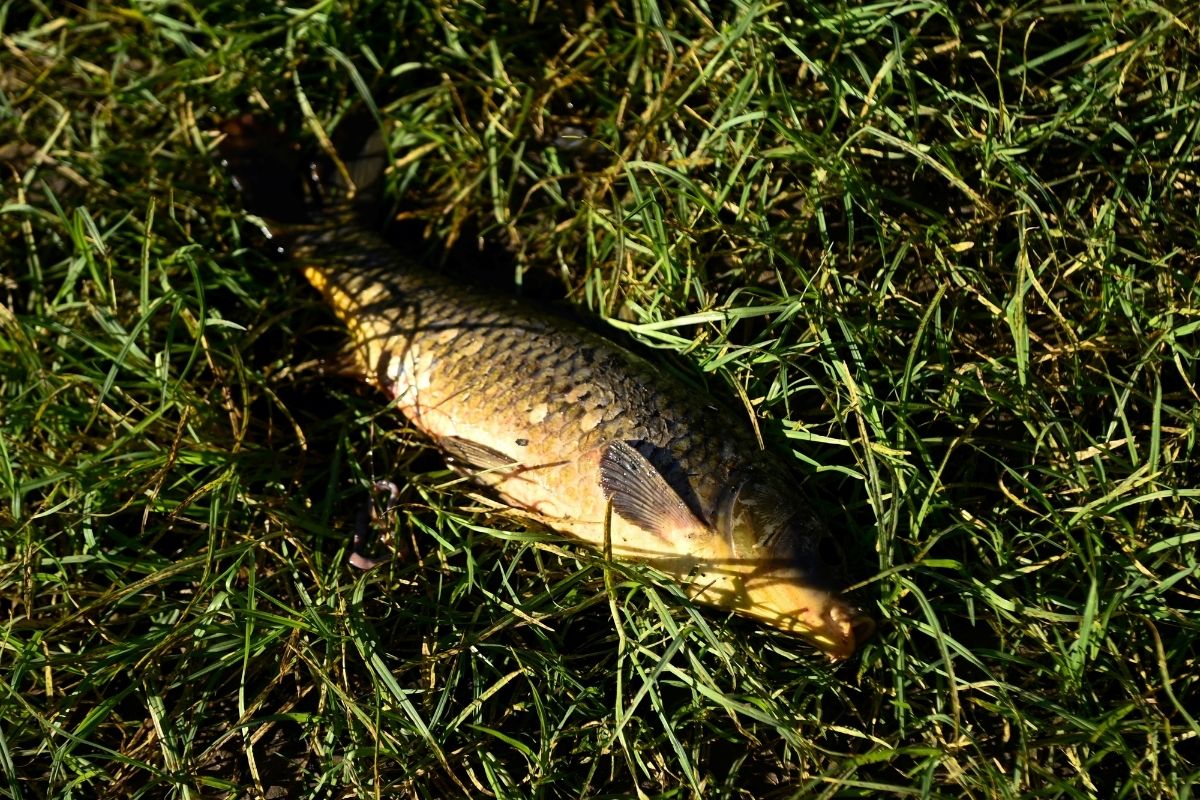 Rescued Dogs and Emus to Dead Fish: How the Australian Floods Have ...