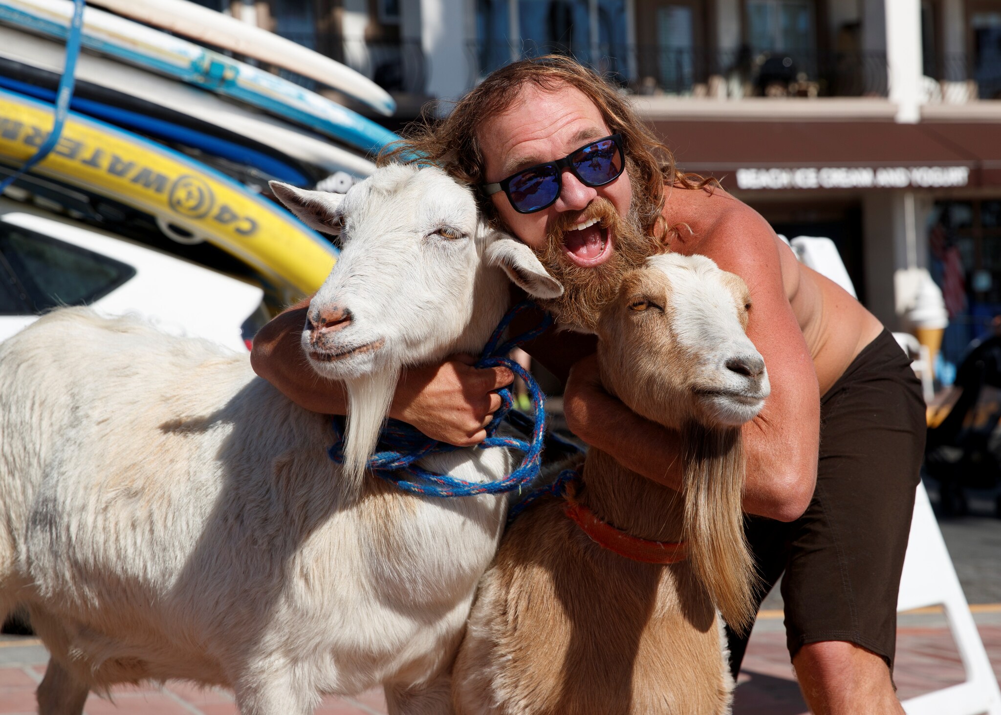 In Pictures: Pet Goat Has the Time of Its Life Surfing the Pacific ...
