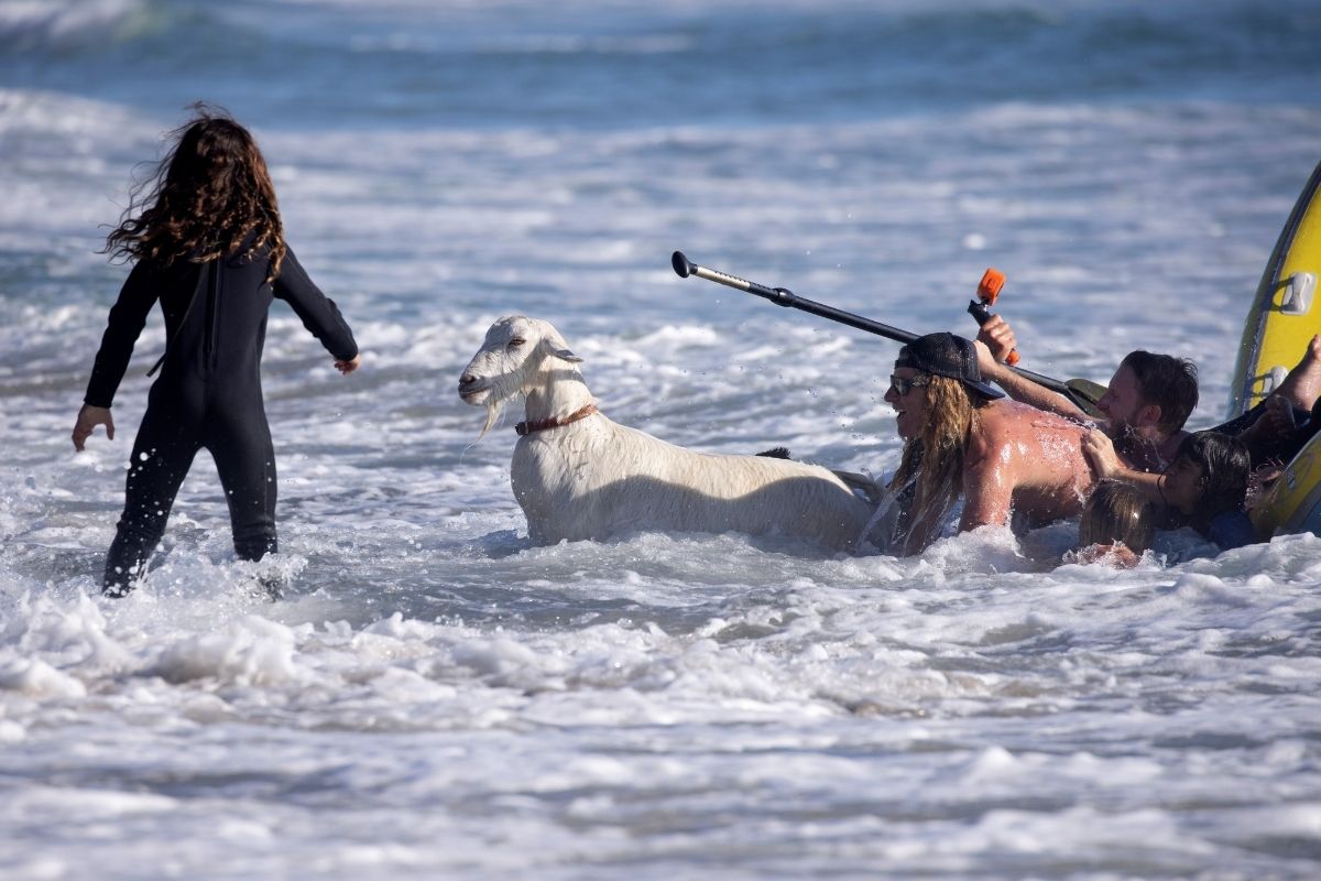 In Pictures: Pet Goat Has the Time of Its Life Surfing the Pacific ...