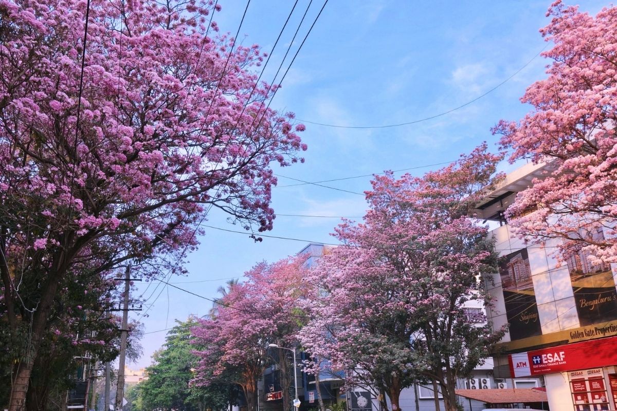 Bengaluru Residents Overjoyed as City Turns Pink in Spring, See Photos ...