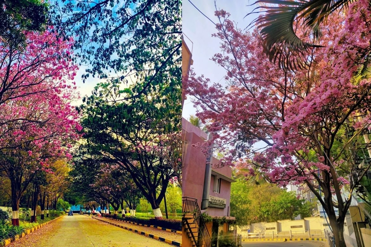 Bengaluru Residents Overjoyed as City Turns Pink in Spring, See Photos ...
