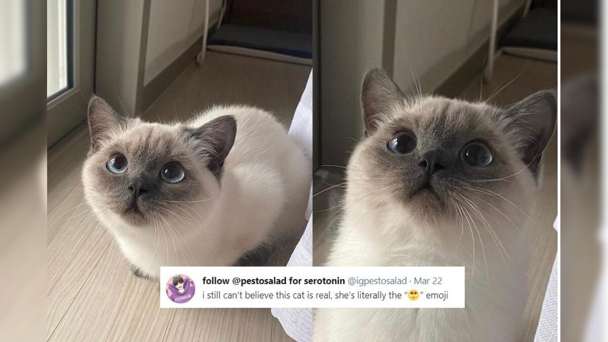 This Cat is Going Viral For its Uncanny Resemblance to the Teary-Eyed Emoji