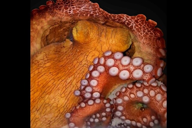 Octopuses Change Colours While Slumbering, Have 2 Sleep Cycles Eerily ...