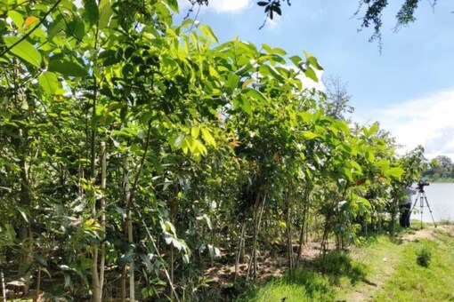 Varanasi Village Uses Japan's Miyawaki Method to Plant More Trees in ...