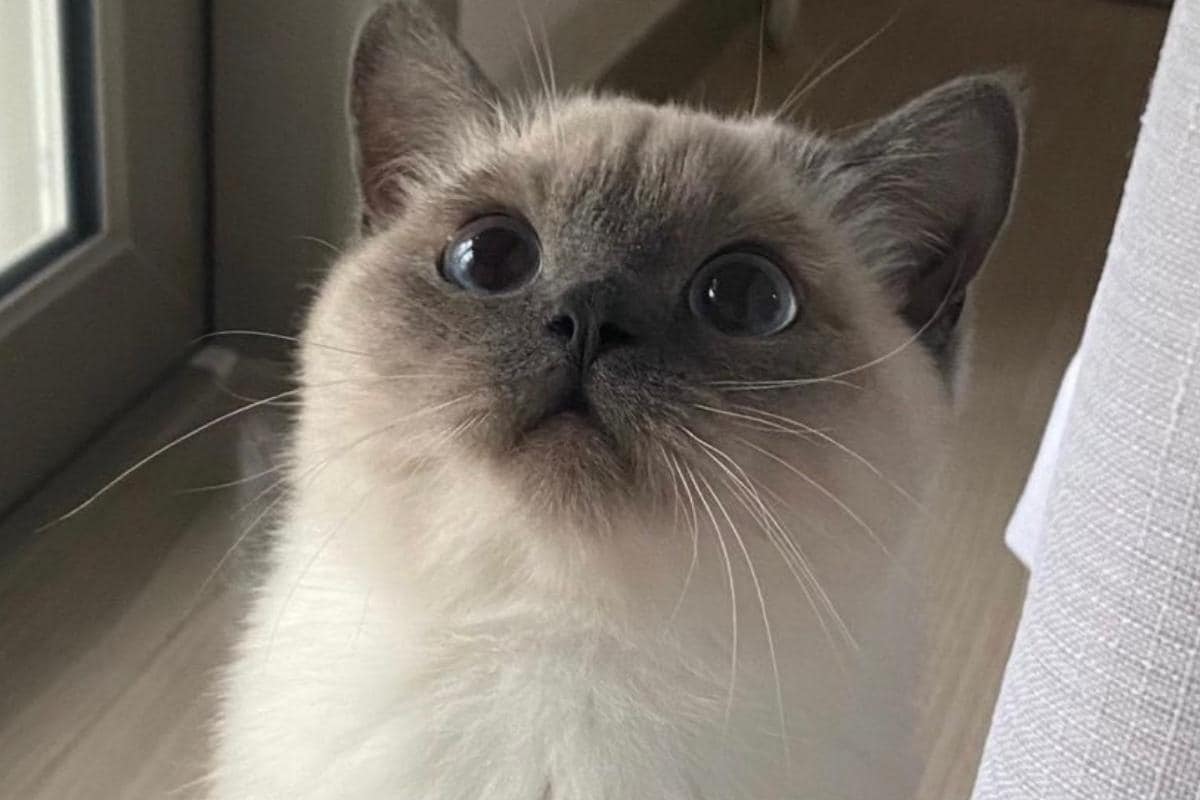 Meet the Internet's New Viral Cat Who Looks Exactly Like the Teary-eyed ...