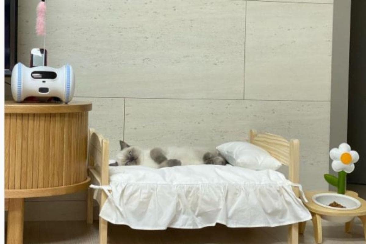 Meet the Internet's New Viral Cat Who Looks Exactly Like the Teary-eyed ...