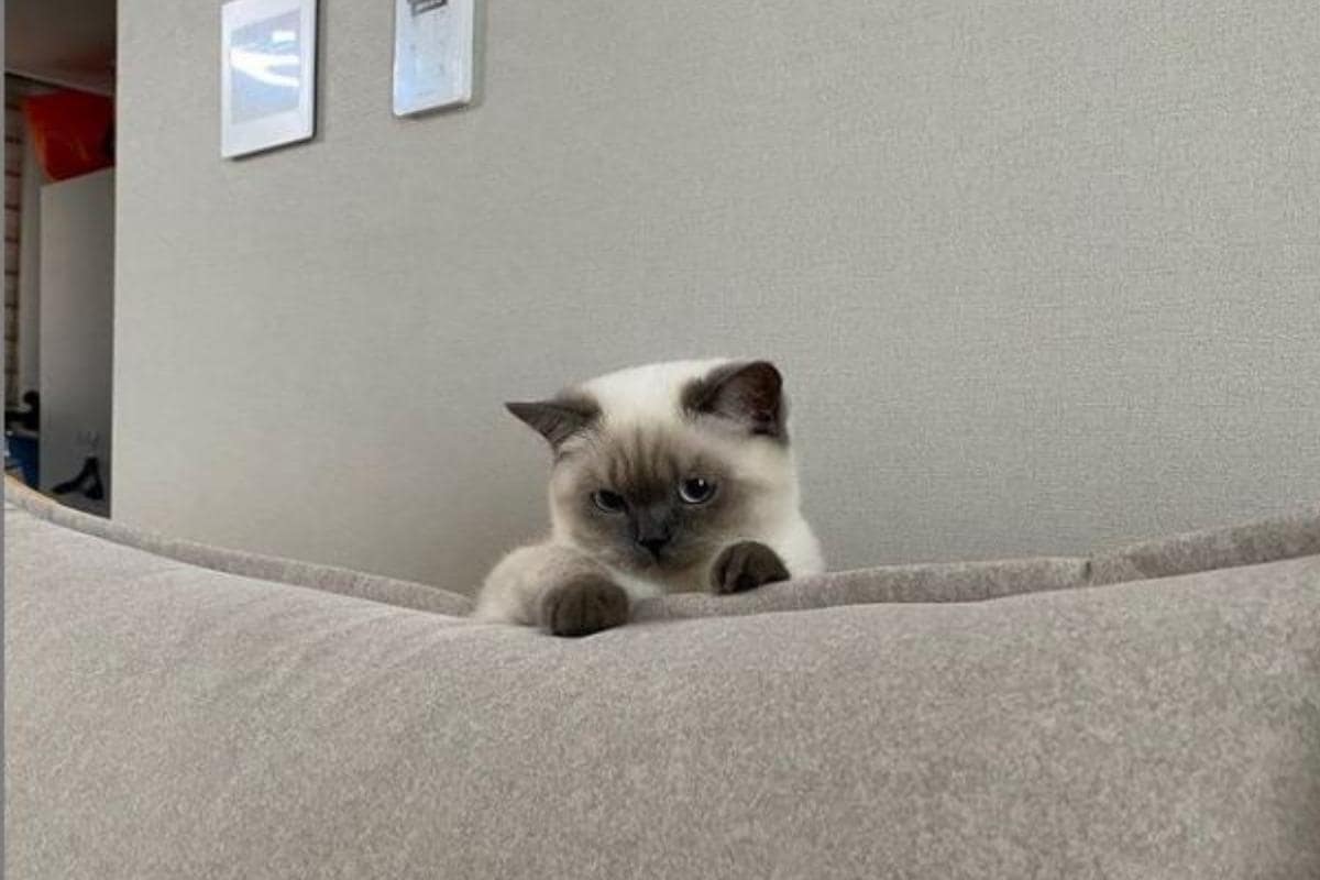 Meet the Internet's New Viral Cat Who Looks Exactly Like the Teary-eyed ...