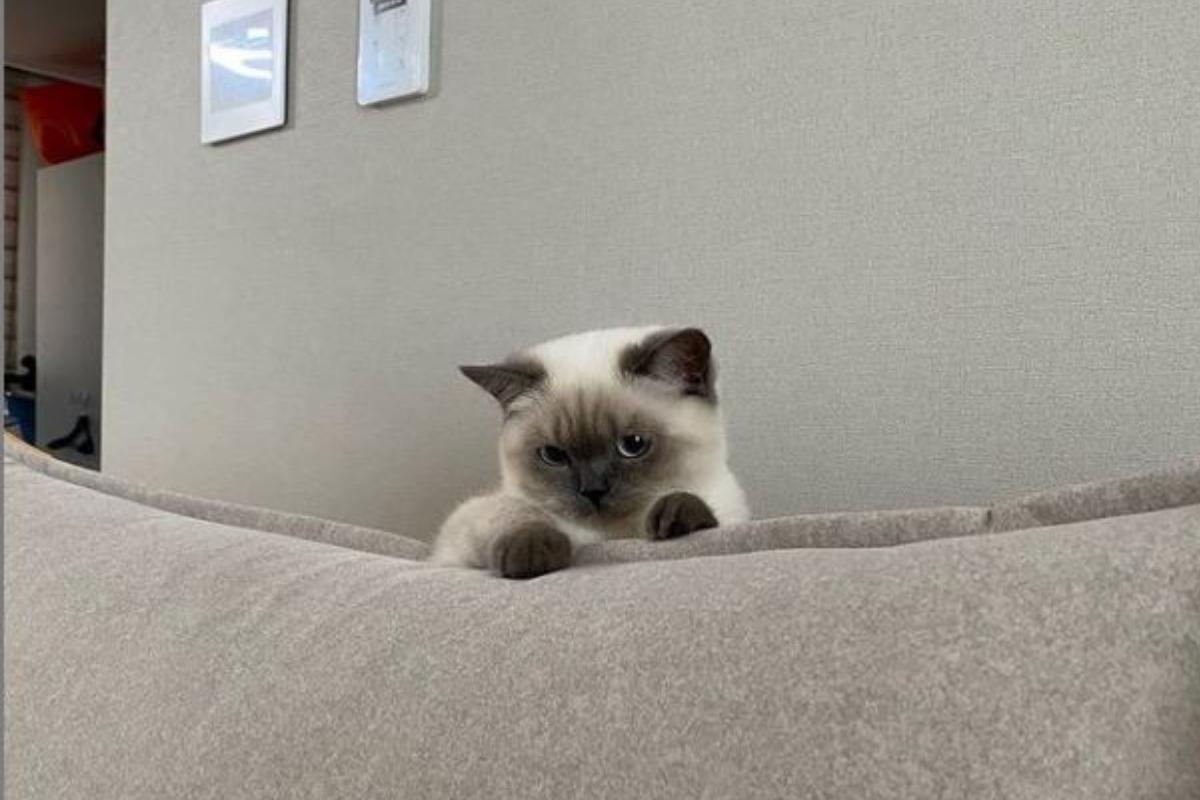 Meet the Internet's New Viral Cat Who Looks Exactly Like the Teary-eyed ...