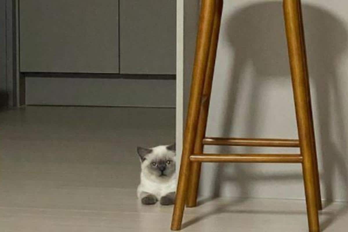 Meet the Internet's New Viral Cat Who Looks Exactly Like the Teary-eyed ...