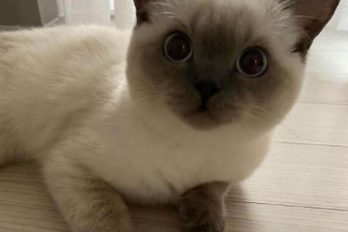 Meet the Internet's New Viral Cat Who Looks Exactly Like the Teary-eyed ...