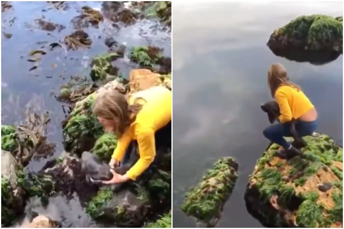 Old Video of Little Girl Rescuing Baby Shark Goes Viral on the Internet