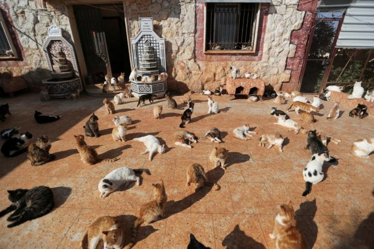 This Syrian Sanctuary Houses Over 1,000 Cats Stranded by the War, See ...