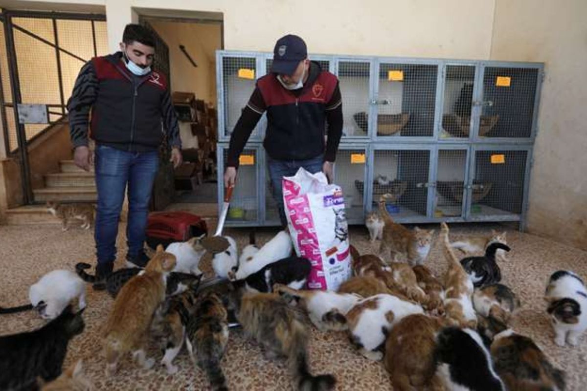 This Syrian Sanctuary Houses Over 1,000 Cats Stranded by the War, See ...