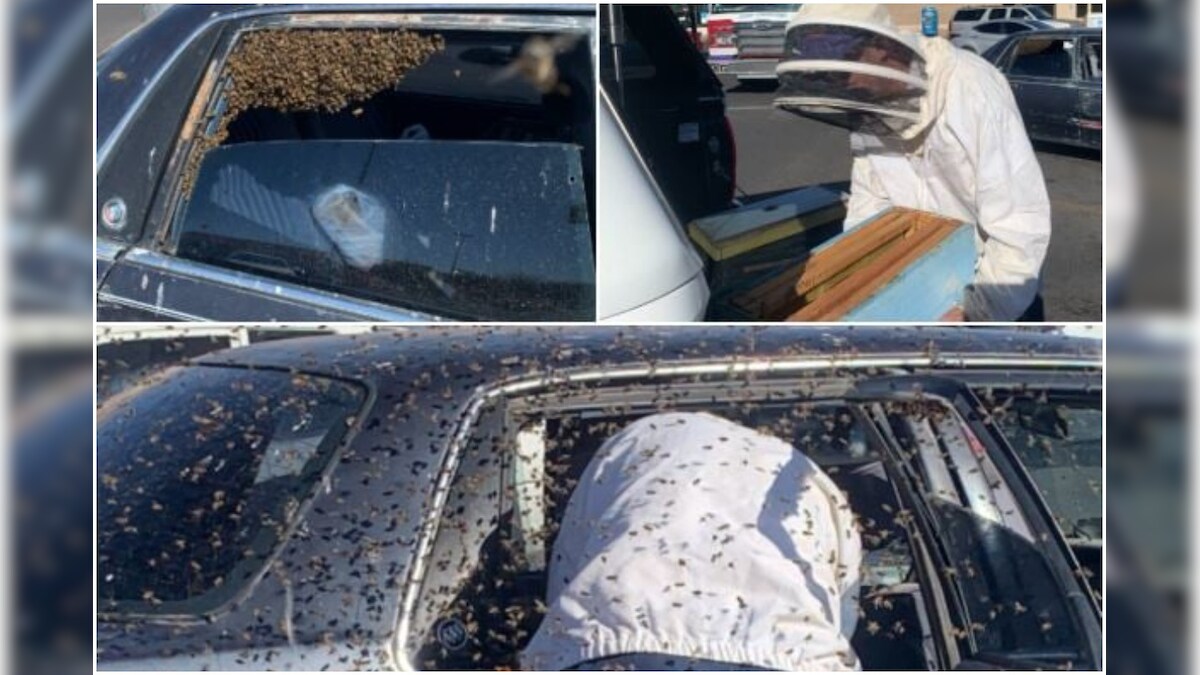 Firefighter Removes Swarm of 15,000 Bees from Car in New Mexico, Watch ...