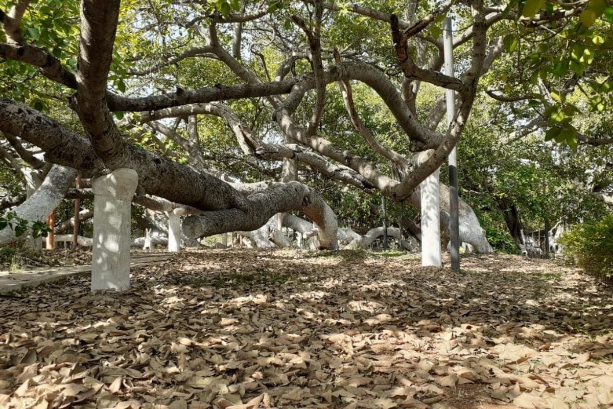 Special Treatment Drive Breathe Life Into Dying 'Pillalamarri' Banyan ...