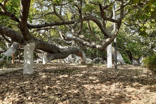 Special Treatment Drive Breathe Life Into Dying 'Pillalamarri' Banyan ...