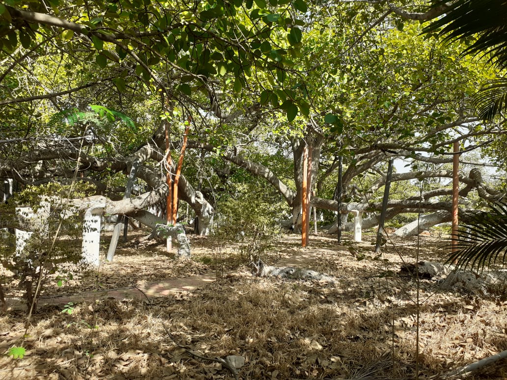 Special Treatment Drive Breathe Life Into Dying 'Pillalamarri' Banyan ...