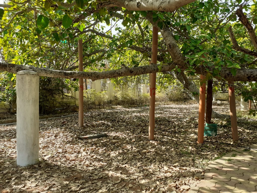 Special Treatment Drive Breathe Life Into Dying 'Pillalamarri' Banyan ...