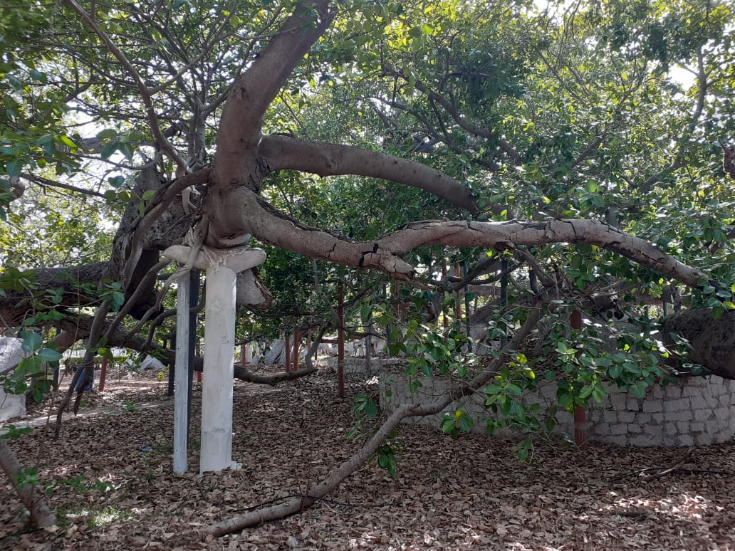 Special Treatment Drive Breathe Life Into Dying 'Pillalamarri' Banyan ...